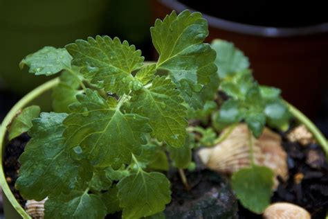 How To Grow Catnip At Home—and Why You Should