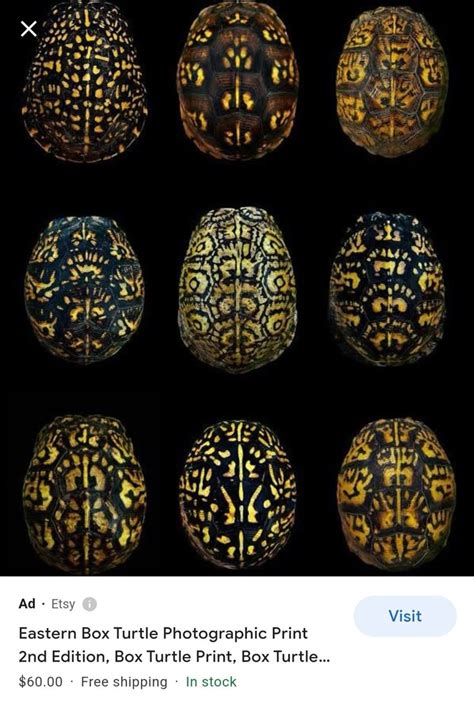 Box Turtle Shell Patterns Freshwater Turtles Eastern Box Turtle