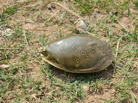 Indian Flapshell Turtle Stock Image Image Of Indian 263217259