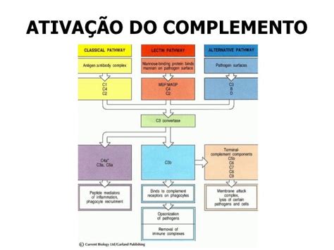 Sistema Complemento