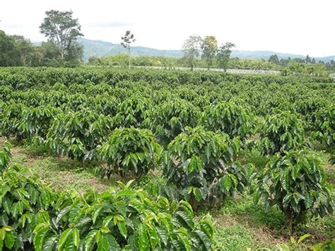 Coffee Plants Of The World — Specialty Coffee Association