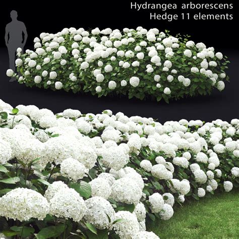 Hydrangea Arborescence 01 3d Model For Vray Corona