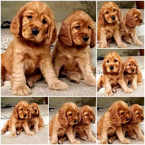 Spaniel Puppies Georgia კოკერსპანიელის ლეკვები