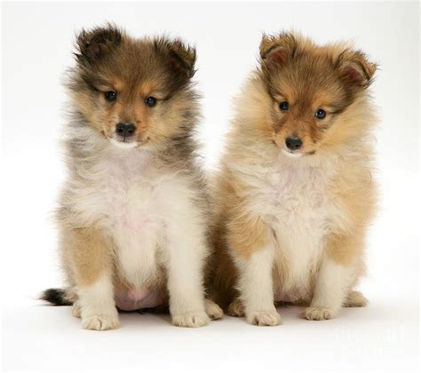 Sable Sheltie Puppies