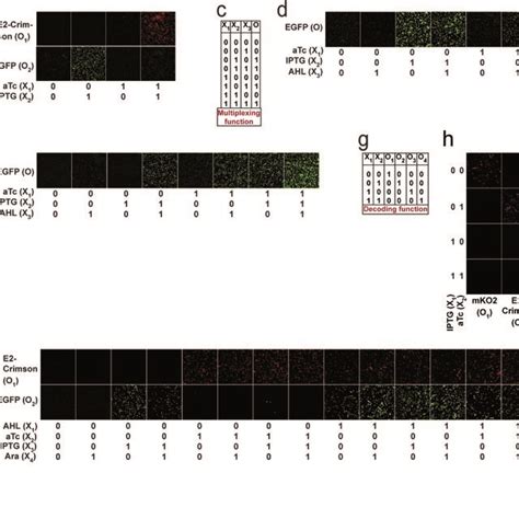 Single Layer Artificial Neural Network Ann Type Architecture With