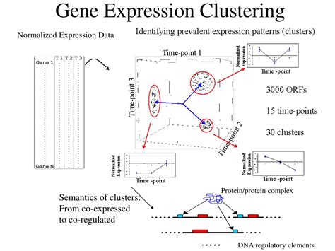 Ppt Basic Gene Expression Data Analysis Clustering Powerpoint Presentation Id 1331461
