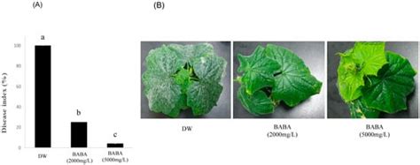 β Aminobutyric Acid And Powdery Mildew Infection Enhanced The
