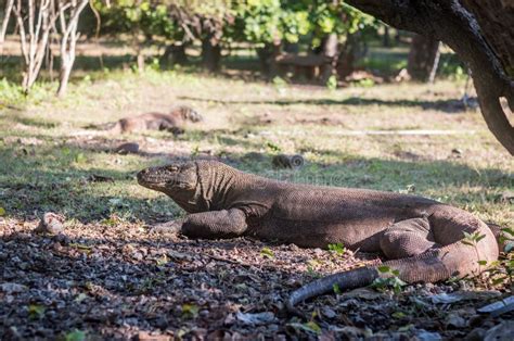 Komodo Dragon Stock Image Image Of Wild Dragon Ocean 41731791