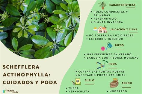 Complete Care Guide For Schefflera Actinophylla