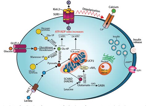 Hyperinsulinemic Hypoglycemia Semantic Scholar