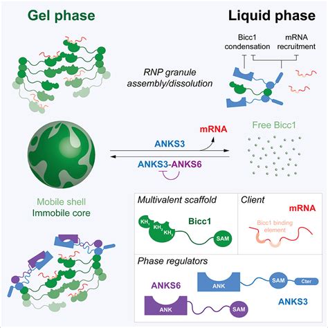 Antagonistic Interactions Among Structured Domains In The Multivalent