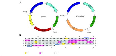 Prokaryotic Expression Vector Ptwin1 And Secondary Structures Of Download Scientific Diagram