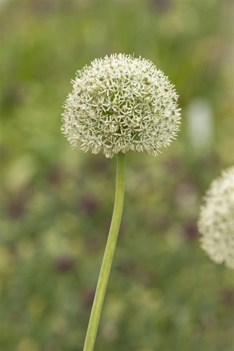 White Giant 24 Sam Van Schooten