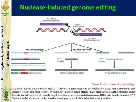 Genome Editing With Engineered Nucleases PPT Programming Languages Computing