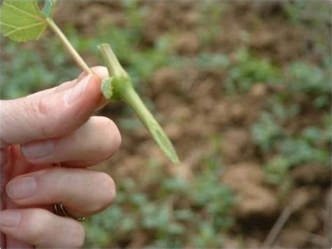 Kалемљење винове лозе Ресор за пружање стручних услуга у пољопривреди