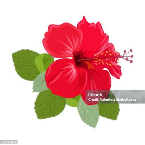 흰색 배경 벡터 그림에 격리 된 잎 클로즈업히히비스커스 붉은 꽃 히비스커스에 대한 스톡 벡터 아트 및 기타 이미지 히비스커스 벡터 만화 Istock