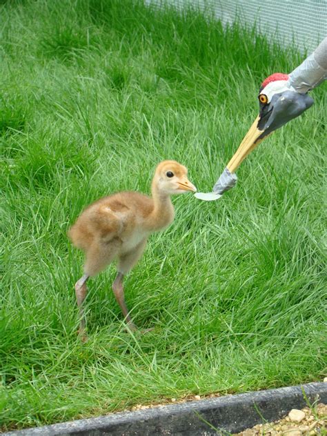 The Great Crane Project