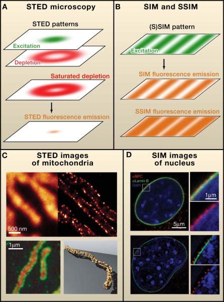 Breaking The Diffraction Barrier Super Resolution Imaging Of Cells