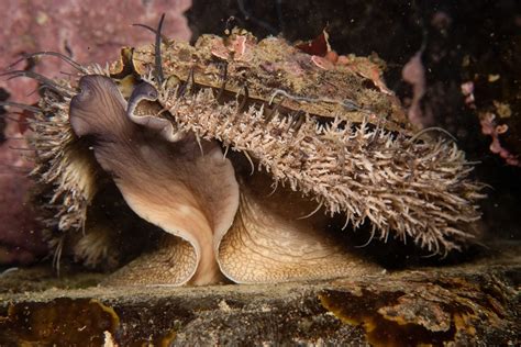 Human Activity Devastating Marine Species From Mammals To Corals Iucn Red List Press Release