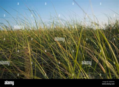 Windswept Grasses Surface Level View Stock Photo Alamy
