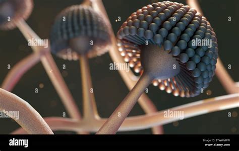 3d Rendering Of Aspergillus Genus Aspergillosis Is A Spectrum Of