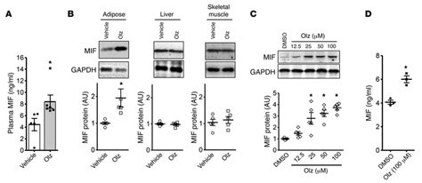 Olanzapine Increases Plasma Mif Levels And Mif Expression In Adipose