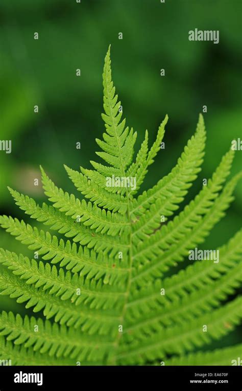 Transparent Fern Hi Res Stock Photography And Images Alamy