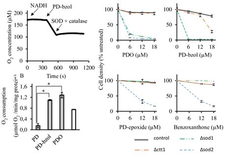 sod and catalase sensitive o2 consumption activities initiated by