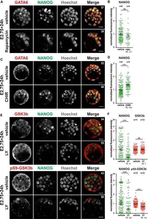 Pi3k Akt Signaling Controls Icm Maturation And Proper Epiblast And