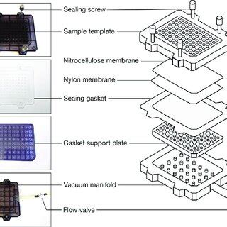 Experimental Setup For Double Filter Binding Assays Using The Bio Dot