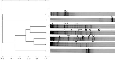 Pcr Dgge Profiles And Dendrogram Constructed From Amplicons From The V3