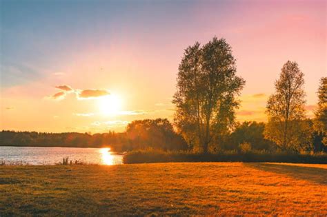 15 Trees That Start With L Plant Grower Report