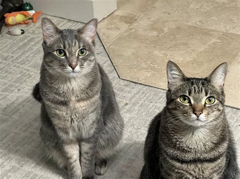 From The Field Ultimate Blend Catnip And Silver Vine Mix 2 Oz Tub