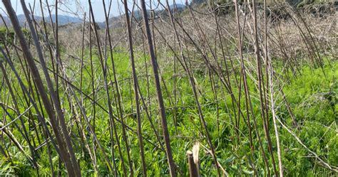 雑草が木になる前に！アカメガシワの駆除方法を解説 Kusakaroo｜くさかるー