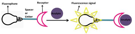 2 A Schematic Illustration Of A Typical Fluorescent Probe Download