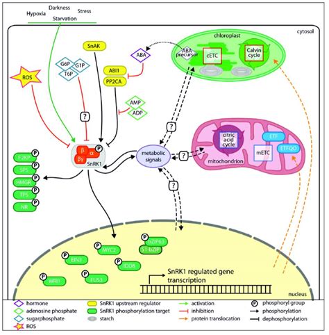 Update The Snrk1 Kinase As Central Mediator Of Energy Signalling