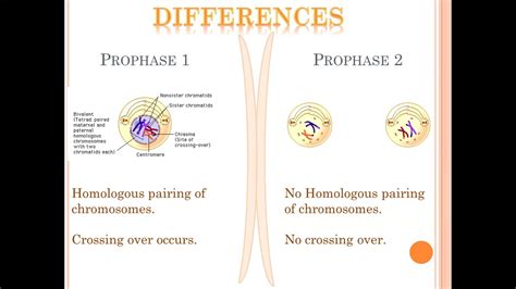 Prophase Vs Prophase