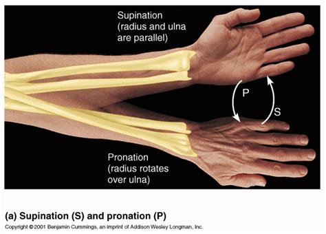 Supination And Pronation Of The Forearm Human Body Anatomy Radius