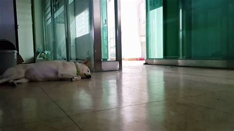 편안하고 따뜻하고 걱정없는 사무실에 들어온 공장 진돗개가 대자로 뻗어 잠 드는 과정 공개 심쿵심쿵 Youtube