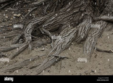 A Close Up Of Tree Roots In Dirt And Sand Stock Photo Alamy
