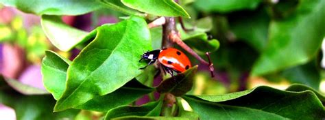 Lady Bug By Amaris The Werewolf On Deviantart