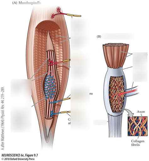 Proprioceptors Diagram Quizlet