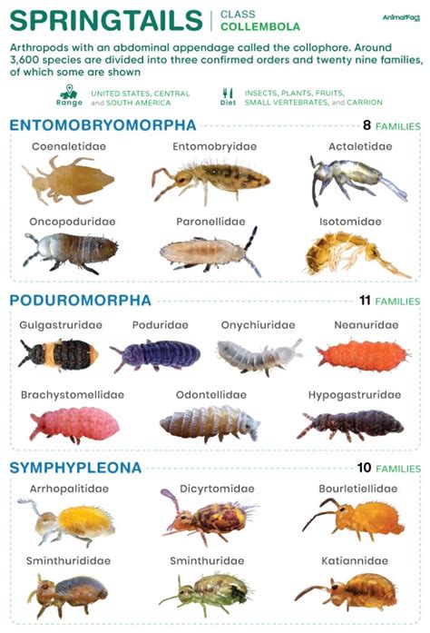 Springtails Size Types Characteristics Habitat And Life Cycle