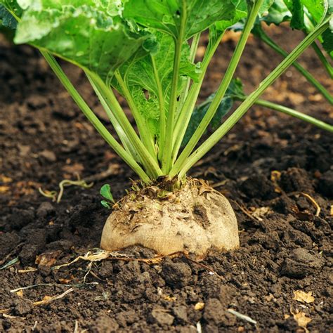 Сахарная свёкла (101 фото) » НА ДАЧЕ ФОТО