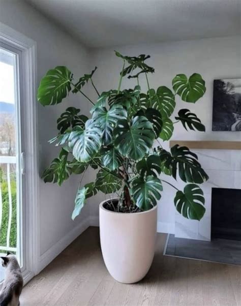 Monstera Deliciosa Big Indoor Plant For Stylish Home Decor