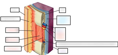 Intercostal Space Anatomy