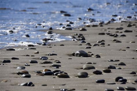 Sea Pebbles Free Stock Photo - Public Domain Pictures