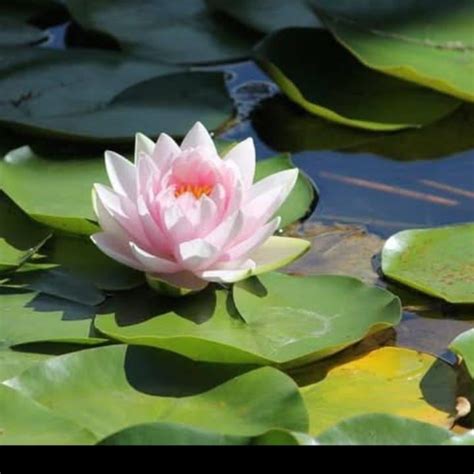 ცირა ზარქუა