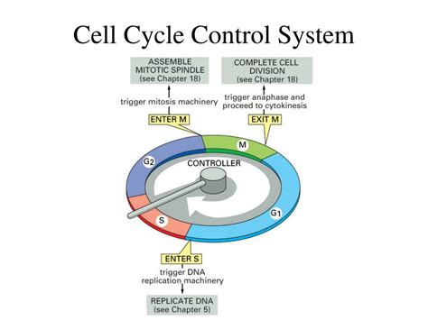 PPT Cell Cycle PowerPoint Presentation Free Download ID 5046905