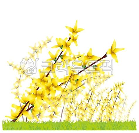 개나리 봄소식 봄나들이 봄맞이 봄 사진 이미지 일러스트 캘리그라피 클릭디자인작가